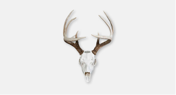 Antler Mounting Kits | Deer, Elk & Shed Antlers – Illusion Outdoor Systems