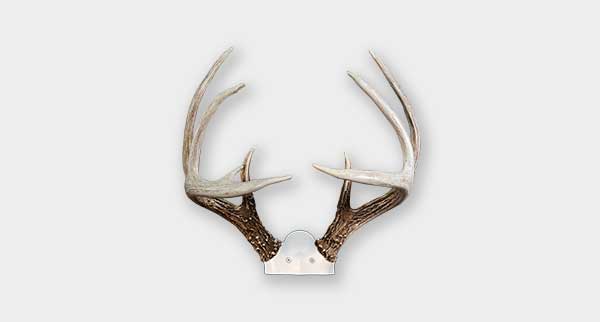 Shed Antler Mount | Buy Shed Antler Mounting Kits Online - Illusion ...