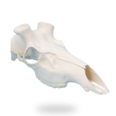 European Skull Mount | Order European Skull Mount Kits Online ...