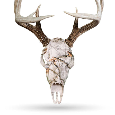European Skull Mount | Order European Skull Mount Kits Online ...