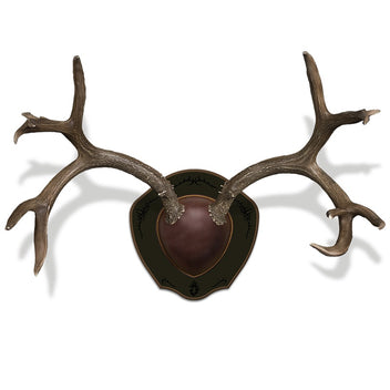 Deer Antler Mount | Order Deer Antler Mounting Kit & Deer Skull Mounts ...