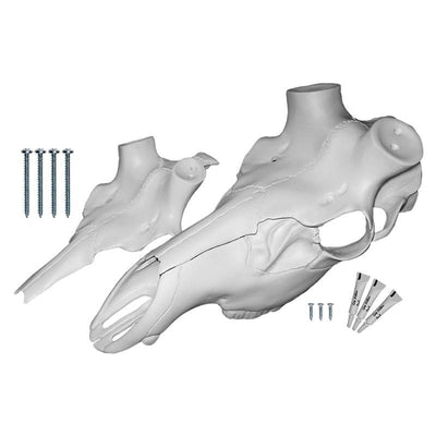 European Skull Mount | Order European Skull Mount Kits Online ...
