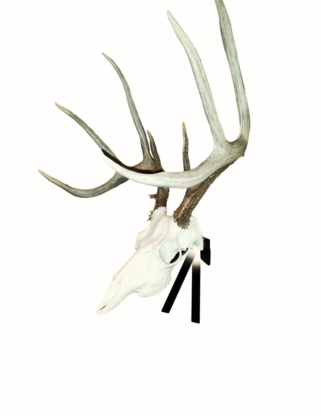 RECORD KEEPER - SKULL CAP EUROPEAN ANTLER MOUNT – Illusion Outdoor Systems