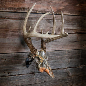 European Skull Mount | Order European Skull Mount Kits Online ...