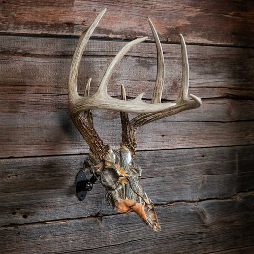 European Skull Mount | Order European Skull Mount Kits Online ...
