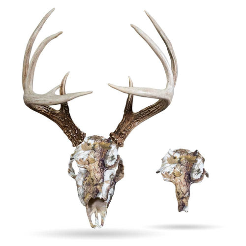European Skull Mount | Order European Skull Mount Kits Online ...